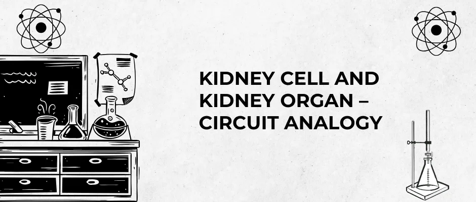 Kidney Cell and Kidney Organ – Circuit Analogy - inovatiffizik.com